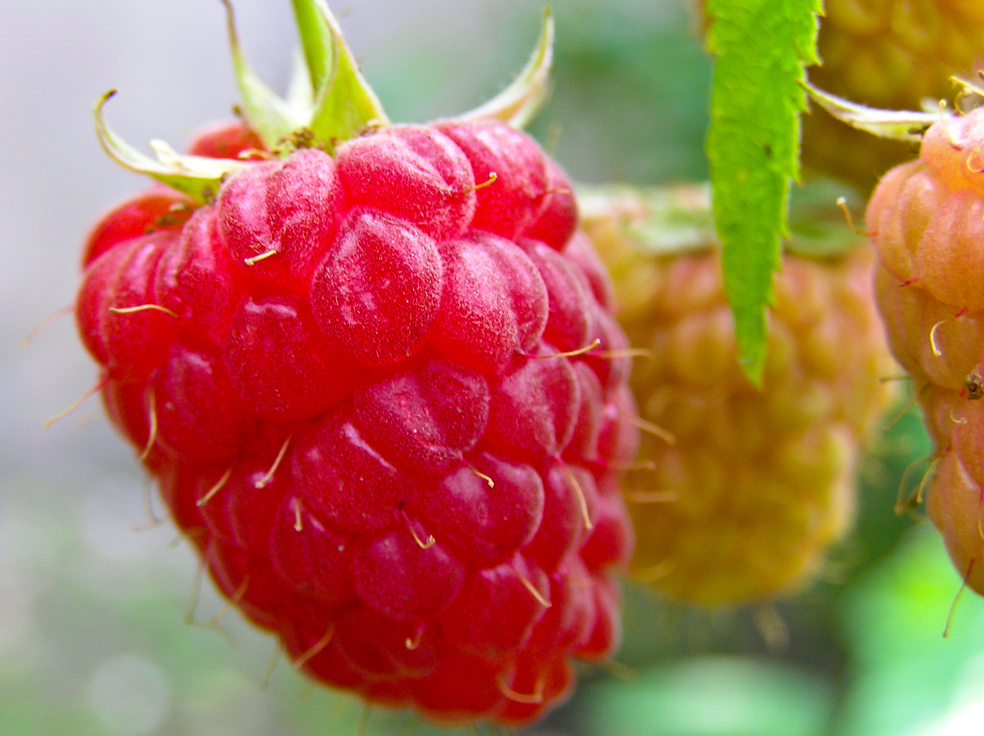 Raspberry | Raoul Pop