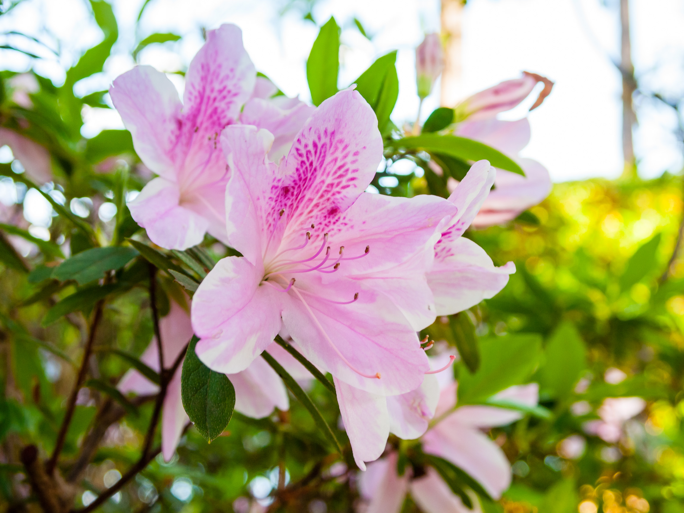 Azalea blossoms | Raoul Pop